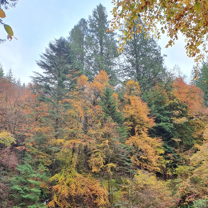 Autumn in Big Tree Country – Lovely and Grateful